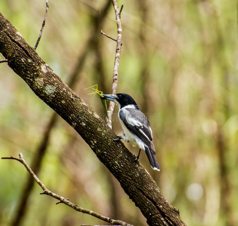Butcher Bird stock image. Image of queensland, nature, birds - 330525