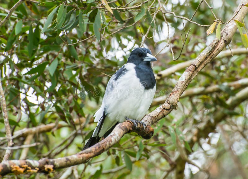 Pied butcherbird male stock photo. Image of outdoors - 46145034