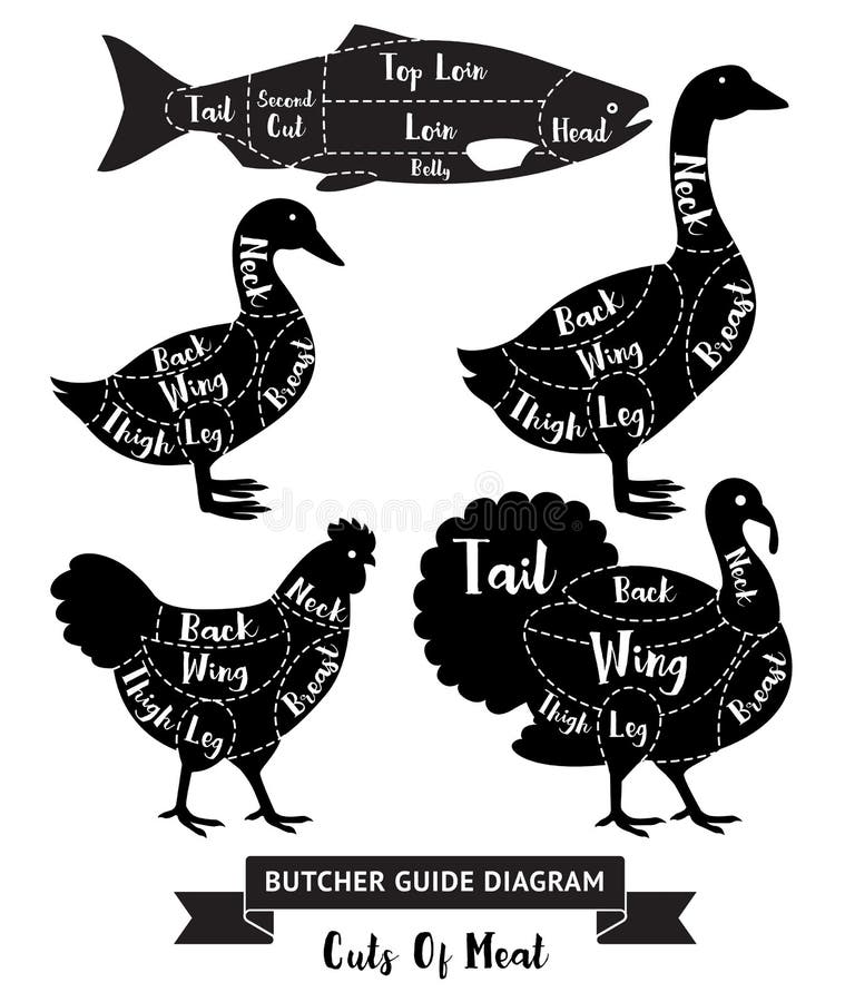Butcher Guide Cuts of Meat Diagram. Stock Vector - Illustration of pork ...