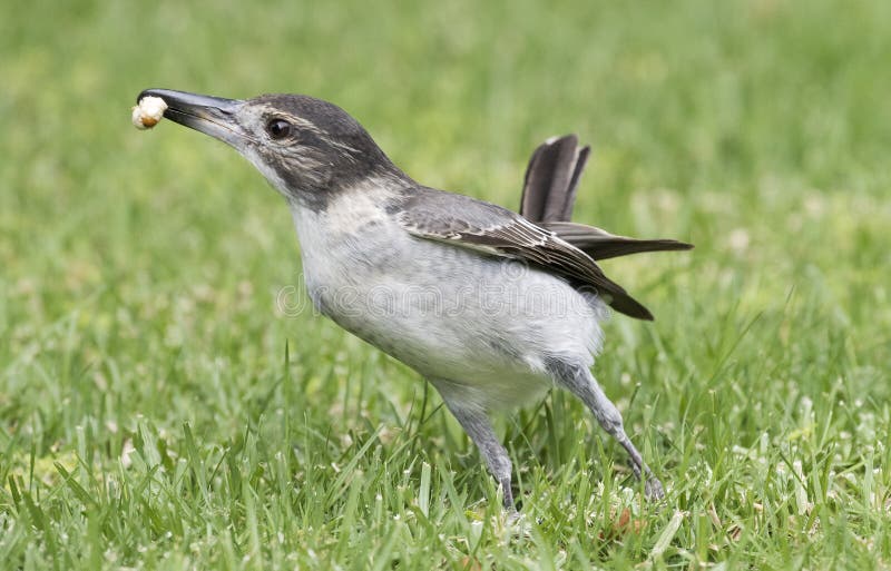 Butcherbird stock photo. Image of grub, butcherbird, outback - 71105290