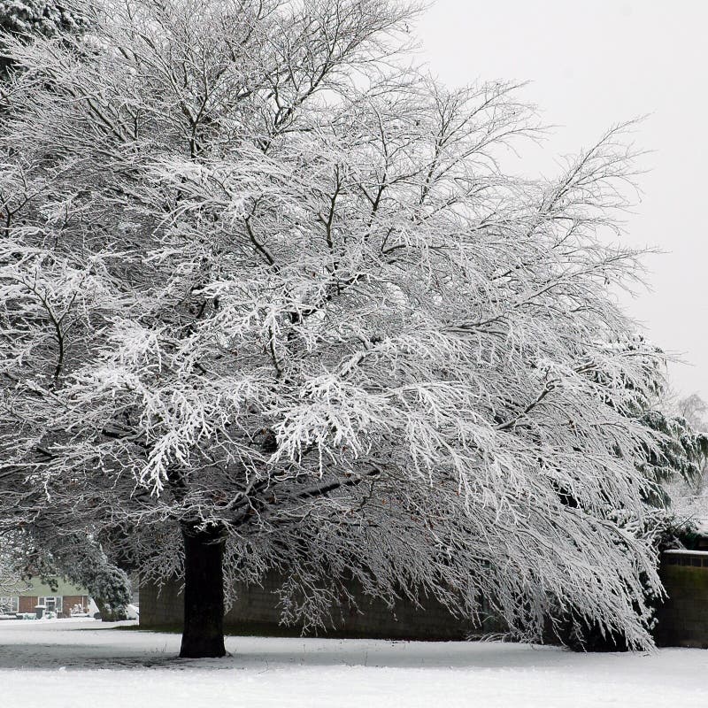 Bute park stock image. Image of snow, cardiff, frost - 12564127