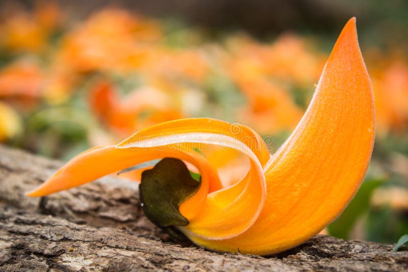 Butea Monosperma Plant with Textured Background Wallpaper, Stock Photo ...