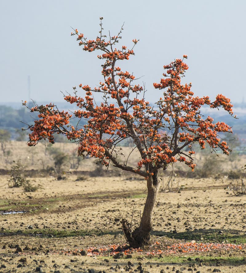 Butea monosperma stock image. Image of tree, teak, india - 67993177