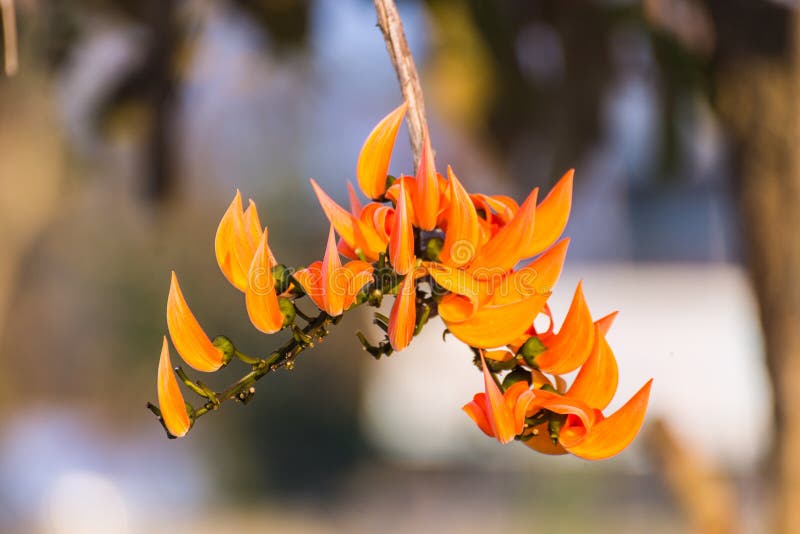 Butea Monosperma or Palash Flower Stock Image - Image of flamelike ...