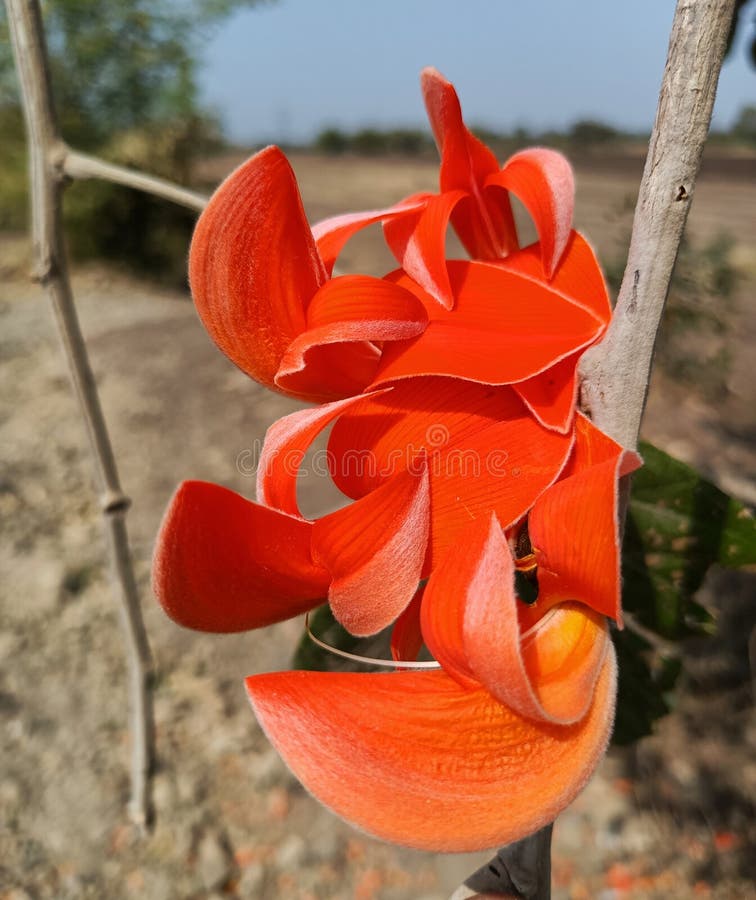 Butea Monosperma Flower Buds Group or Palash Flowers Stock Image ...