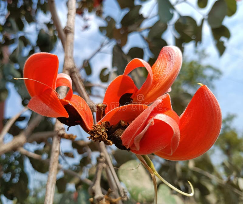Butea Monosperma Flower Buds Group or Palash Flowers Stock Image ...