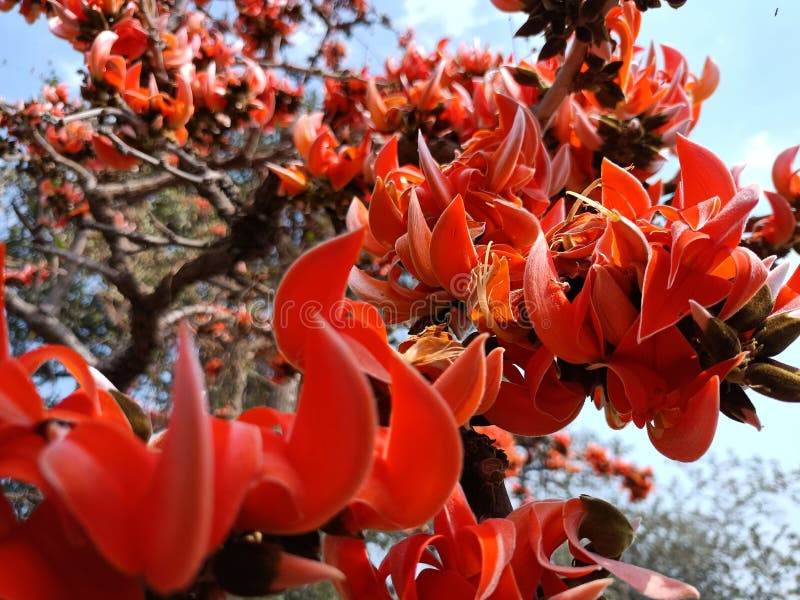 Butea Monosperma Flower Buds Group or Palash Flowers Stock Image ...