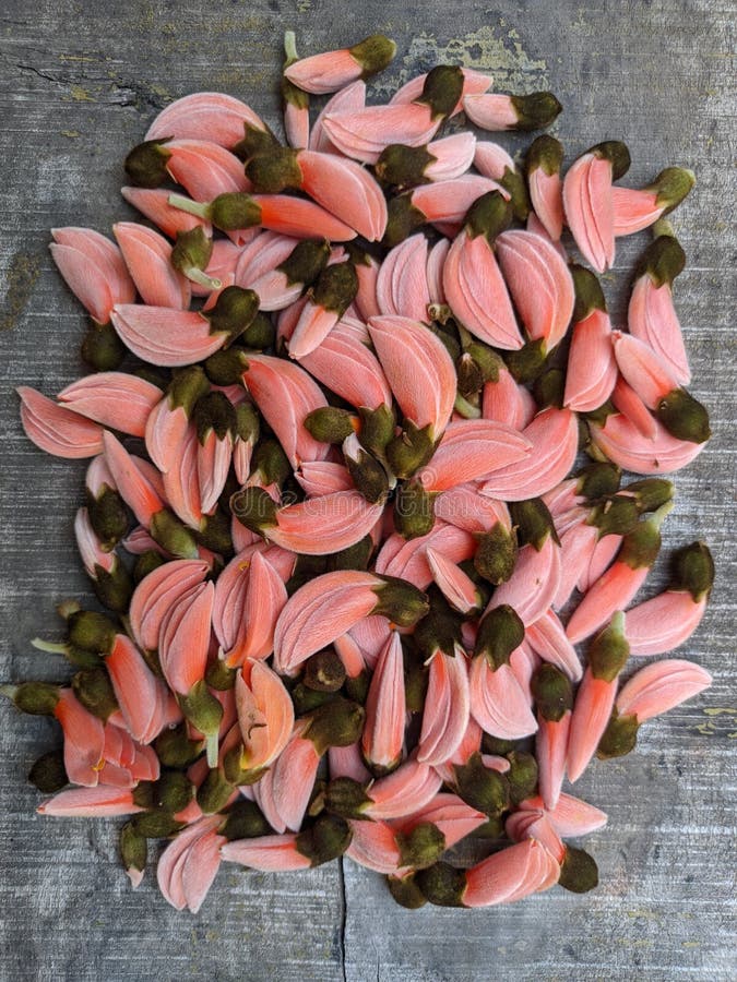 Butea Monosperma Flower Buds Group or Palash Flowers Stock Photo ...