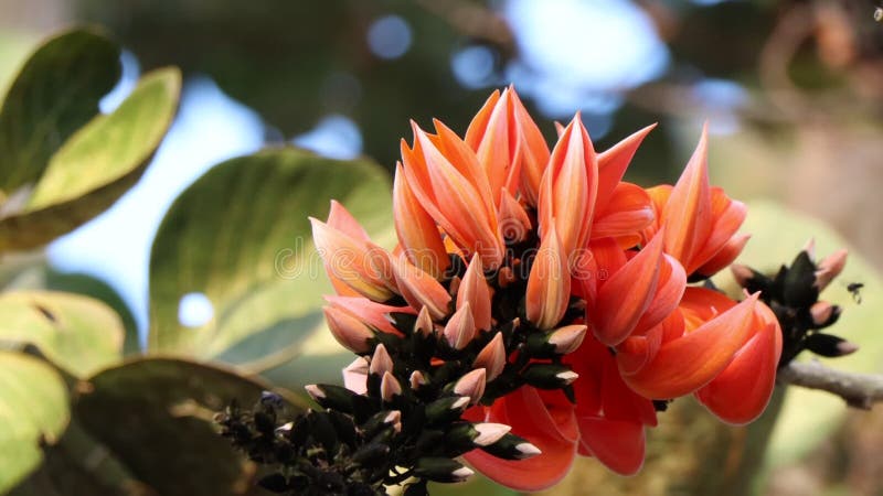 Butea Monosperma Flowers in Blue Sky Background. Stock Video - Video of ...
