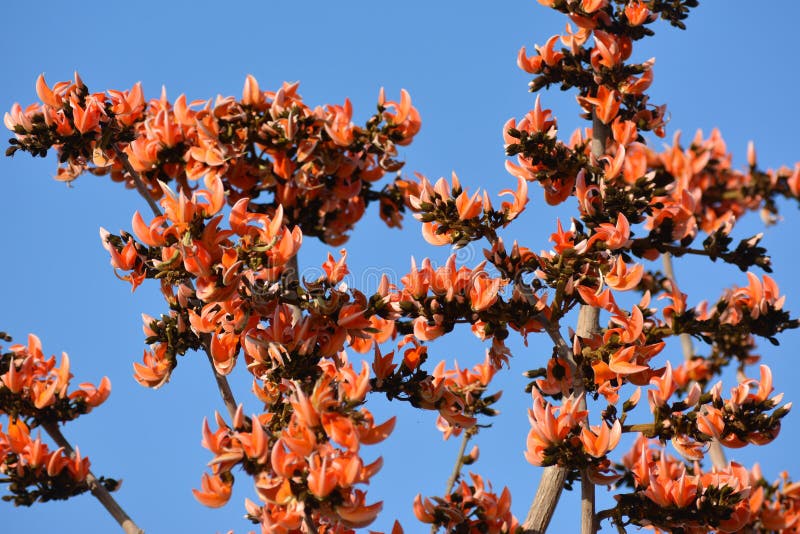 Butea monosperma Flower. stock image. Image of beautiful - 177512527