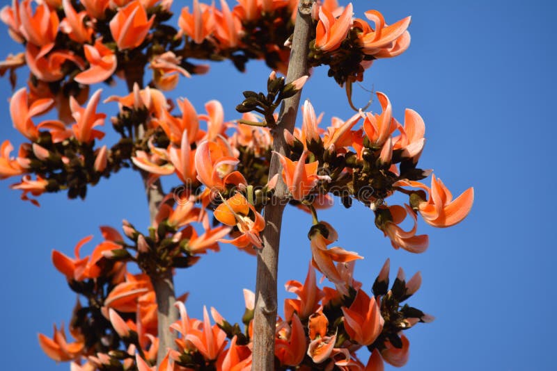 Dhak Flower Red Drop In Ground Stock Image - Image of dhak, autumn ...