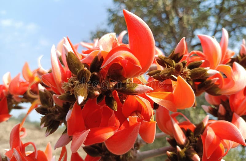 Flower of Palash, Butea Monosperma, Natural, Nature Stock Image - Image of seeds, trunk: 177888827