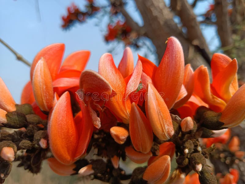 Flower of Palash, Butea Monosperma, Natural, Nature Stock Image - Image ...