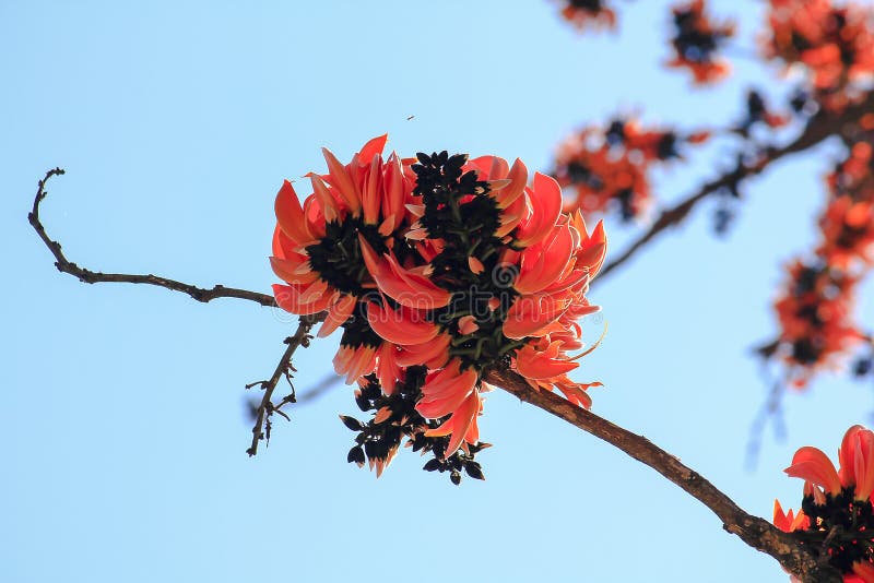 Butea Monosperma is a Medium-sized Tree. Stock Image - Image of blue ...
