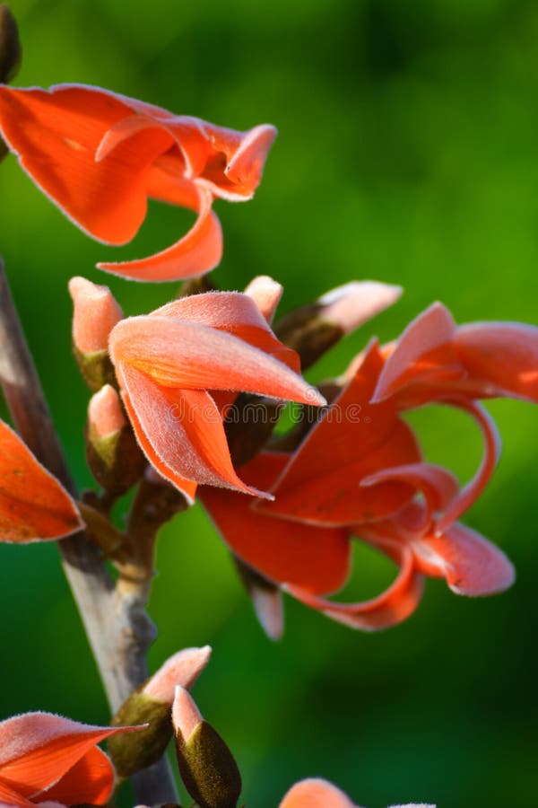 Butea Monosperma or Palash Flower. Stock Image - Image of flora, kesudo ...