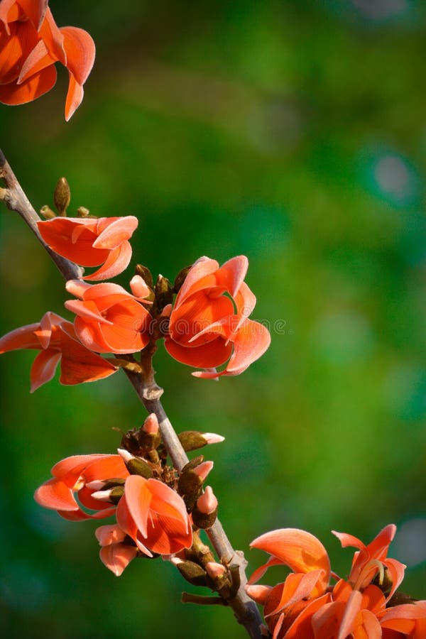 1,076 Palash Flower Stock Photos - Free & Royalty-Free Stock Photos ...