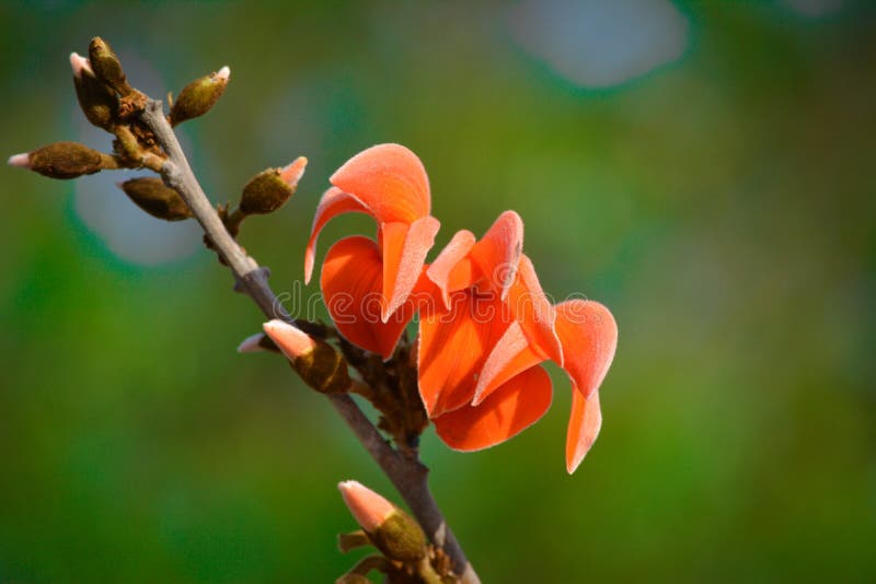 Butea Monosperma or Palash Flower. Stock Photo - Image of nature, color ...