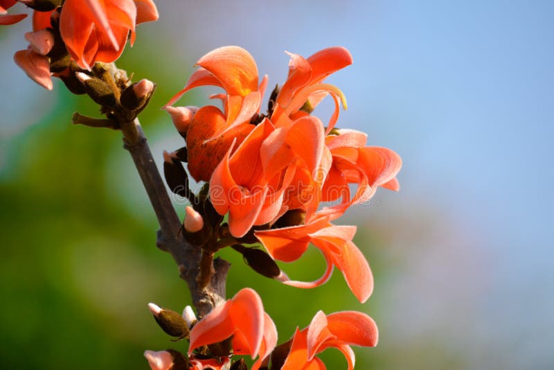 Flower Of Palash, Butea Monosperma, Natural, Nature Stock Image - Image ...