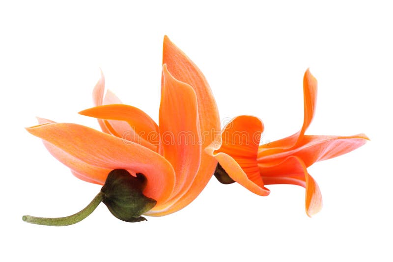 1,045 Palash Flower Stock Photos - Free & Royalty-Free Stock Photos ...