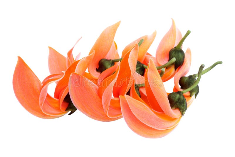 Palash Tree, Butea Monosperma or Palash Flower Stock Image - Image of ...