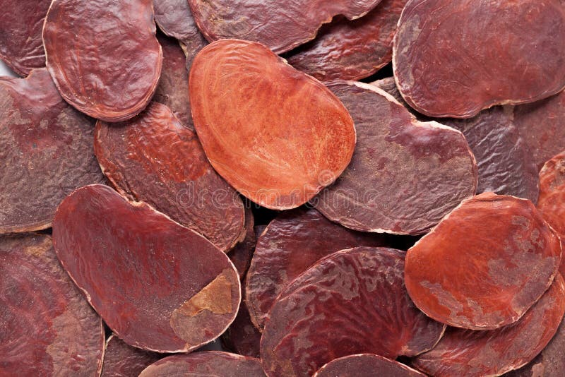 Butea Monosperma (palash) Seed Stock Photo - Image of palash ...