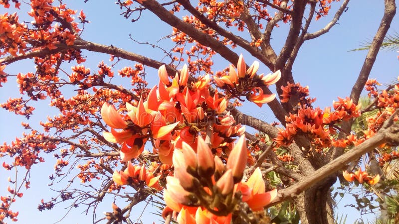 Butea Monosperma Tree Flower Stock Photo - Image of nature, dhaak ...