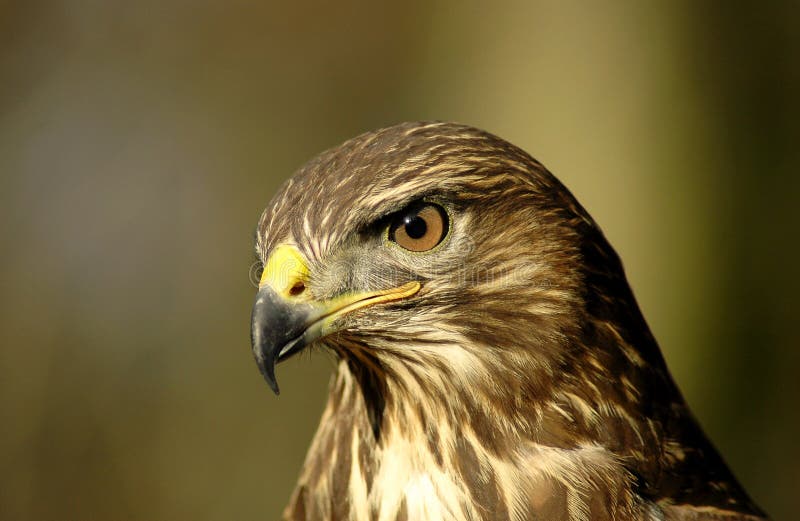 Buteo del Buteo foto de archivo. Imagen de retrato, pluma - 16783156