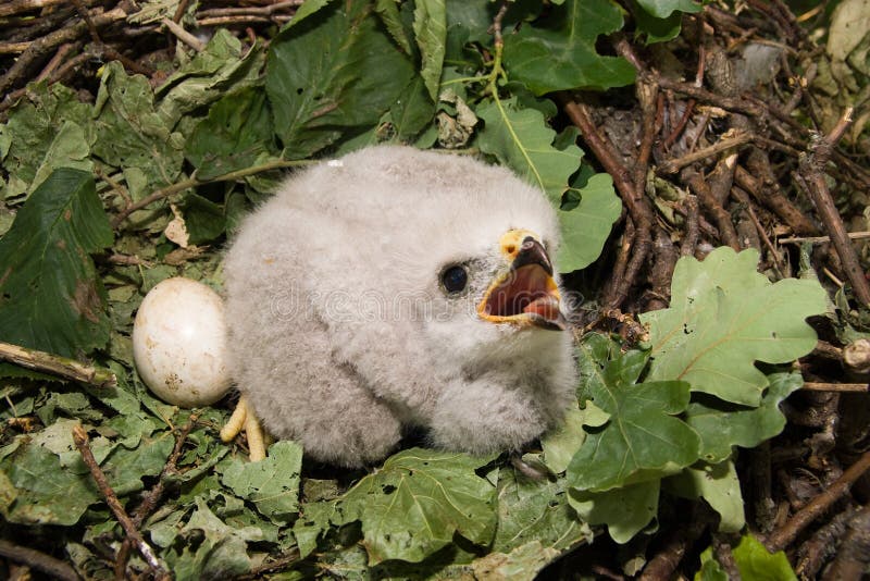 Buteo Del Buteo, Halcón Común Imagen de archivo - Imagen de animal ...