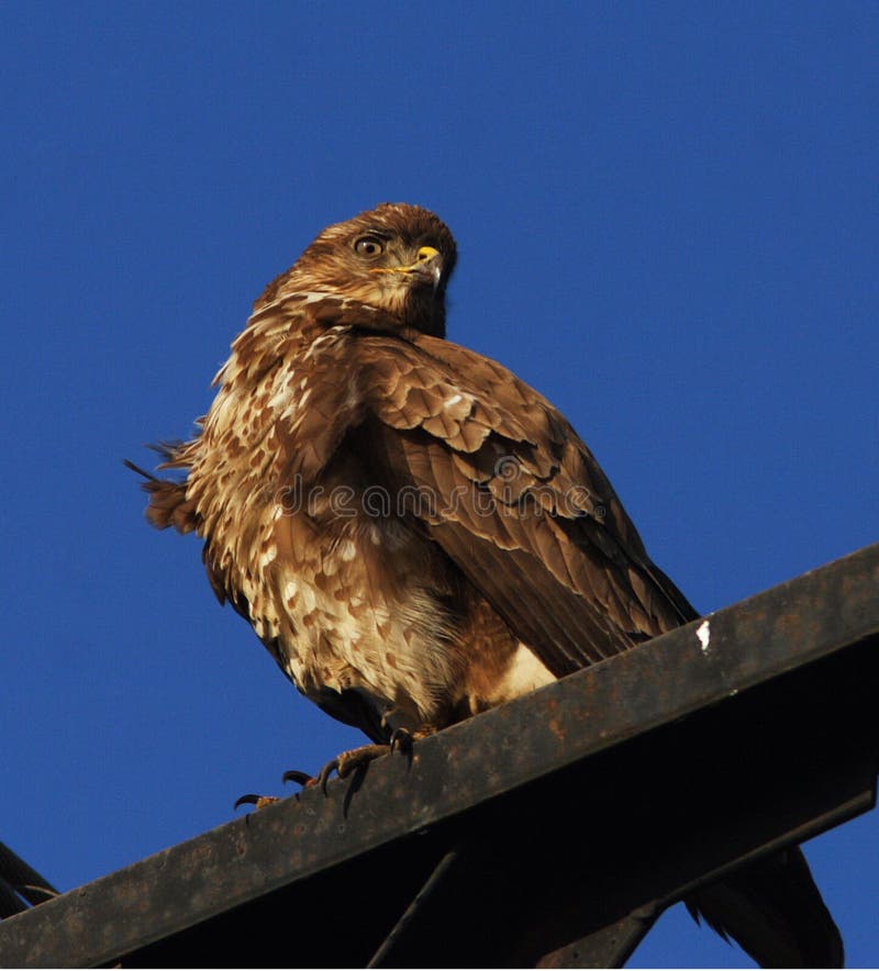Mirada fija del halcón imagen de archivo. Imagen de rapaz - 337947
