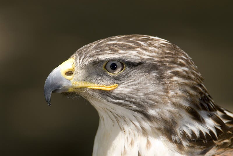 Buteo Ferruginoso Del Halcón Foto de archivo - Imagen de color, plumas ...