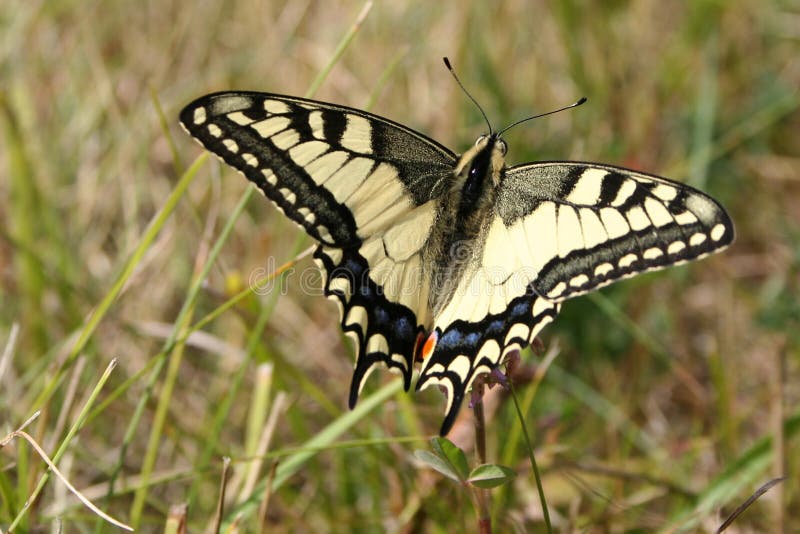 Buterfly stock photo. Image of color, blossom, macro, meadow - 397482