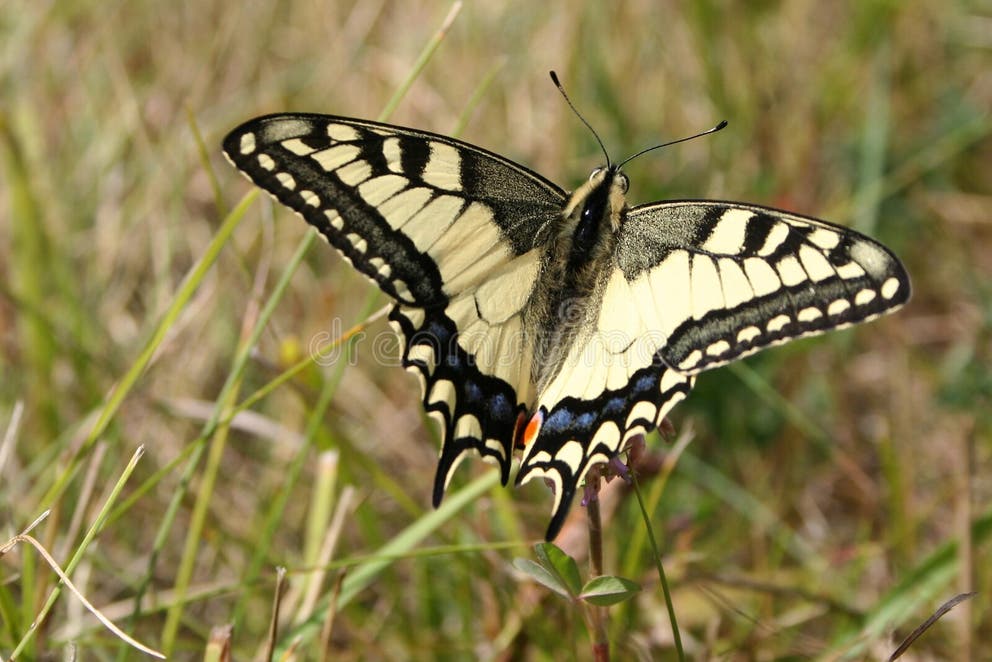 Buterfly stock photo. Image of color, blossom, macro, meadow - 397482