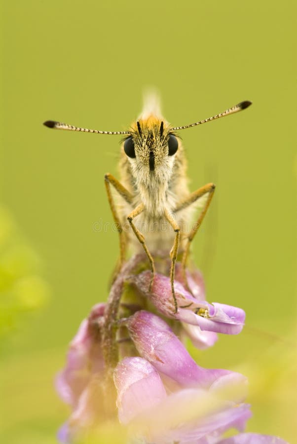 Buterfly stock image. Image of digitalis, animal, summer - 7307465