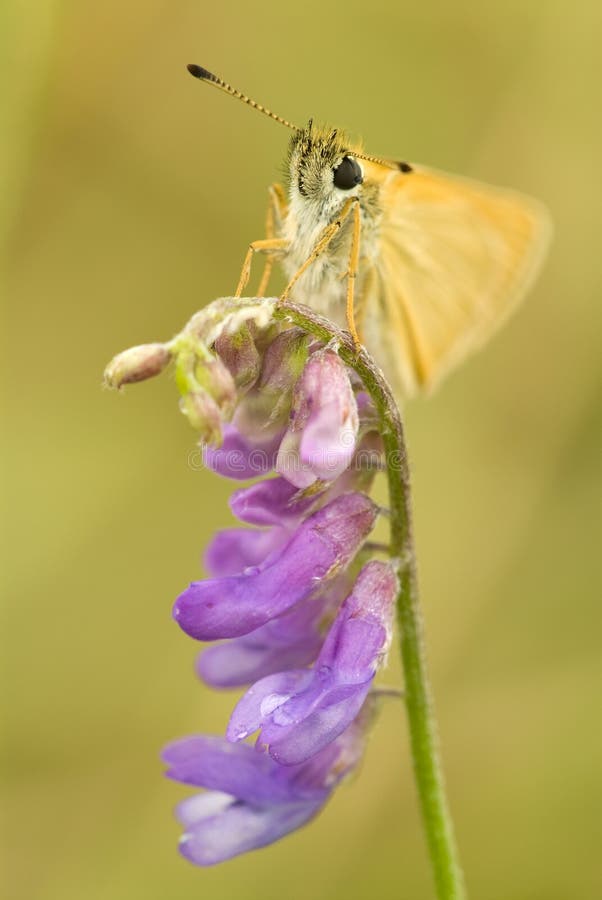 Buterfly stock image. Image of invertebrate, nature, furry - 7307473