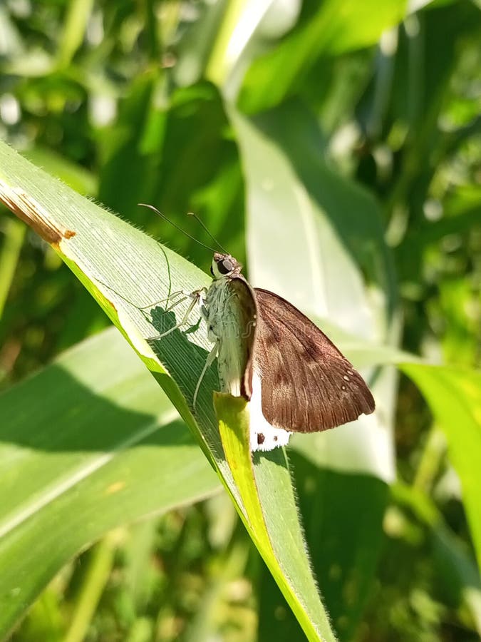 Buterfly Animal Beautiful Nature Natural Stock Image - Image of moth ...