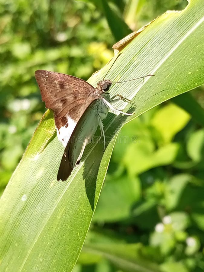 Buterfly Animal Beautiful Nature Natural Stock Image - Image of ...