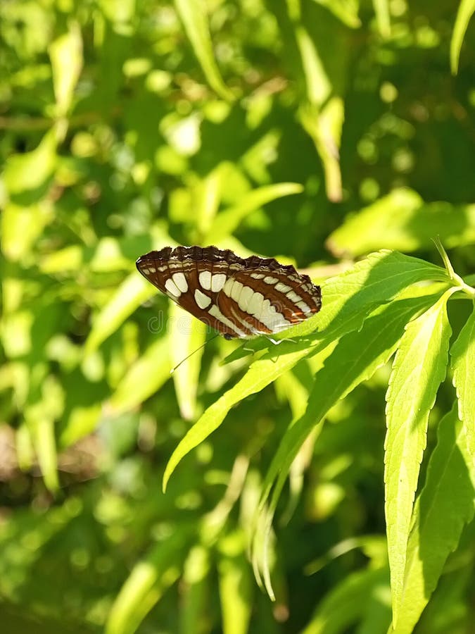 Buterfly beautiful nature stock image. Image of nature - 224722441