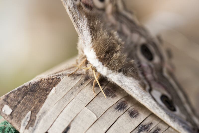 Buterfly stock photo. Image of lepidoptera, cocoon, green - 70257050