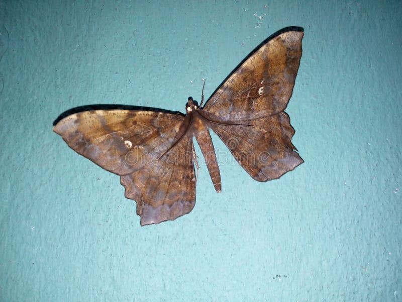 Buterfly stock photo. Image of assam, show, buterfly - 78812796