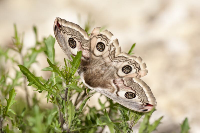 Buterfly stock photo. Image of garden, calm, floral, insect - 69630198