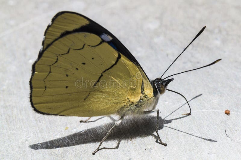 Buterfly stock photo. Image of buterfly, insect, colorfull - 99108736