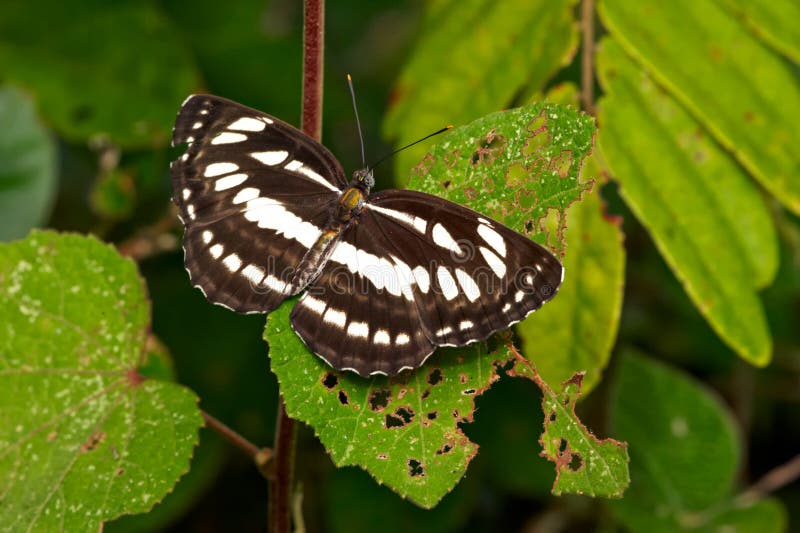Buterfly COMMON SERGEANT stock photo. Image of decorative - 13172566