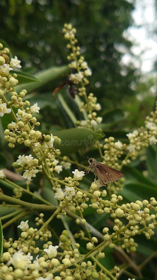 Buterfly at the flower stock image. Image of buter, leaf - 267724903