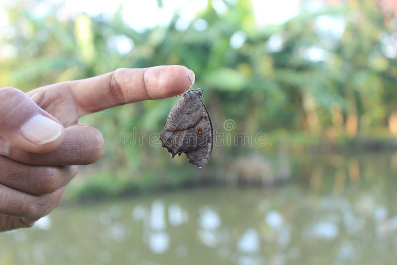 Buterfly on my finger stock photo. Image of animal, invertebrate ...