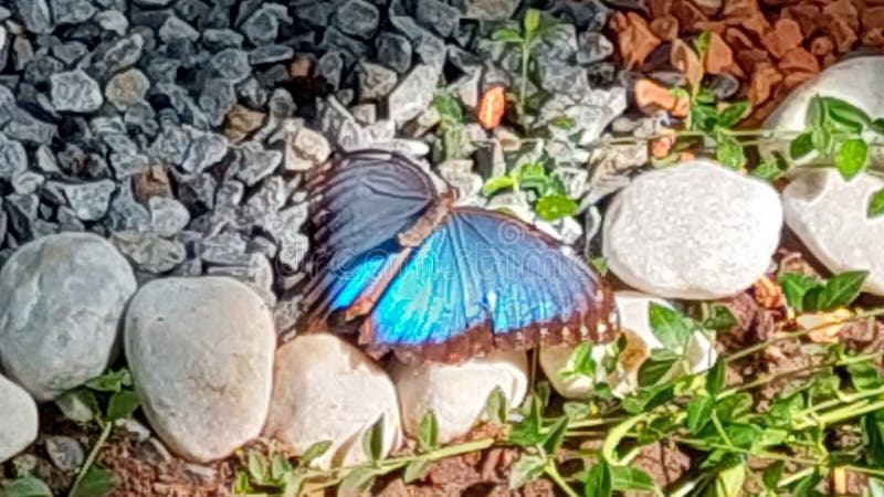Buterfly în the Day Light Relax Time. Stock Photo - Image of time ...