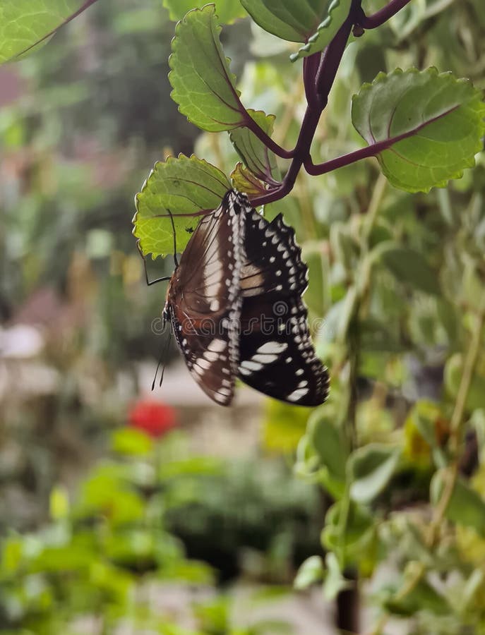 Buterfly Perched at the Tree Branch Stock Image - Image of avian, black ...