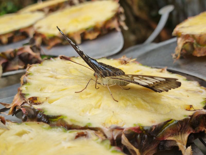 Buterfly with pineapple stock photo. Image of fruits - 254199106