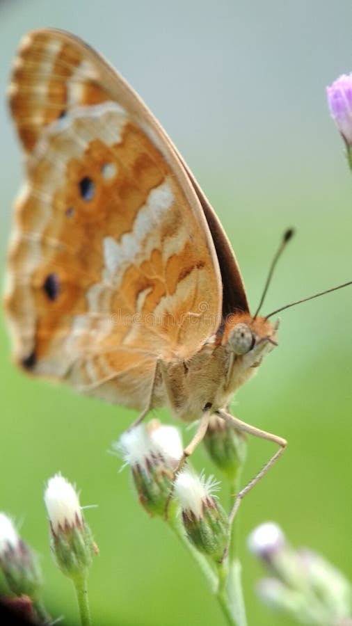 186 Buterfly Fly Stock Photos - Free & Royalty-Free Stock Photos from ...