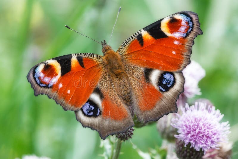 Buterfly stock image. Image of insect, green, butterfly - 70577239