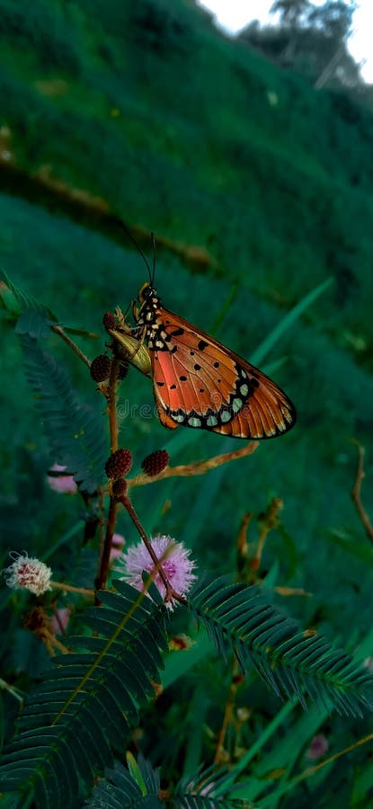 Buterfly on top flower stock photo. Image of orange - 259181462